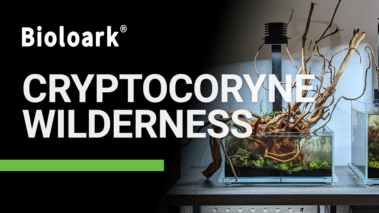 Cryptocoryne Wilderness | BioloArk XL300B - YouTube