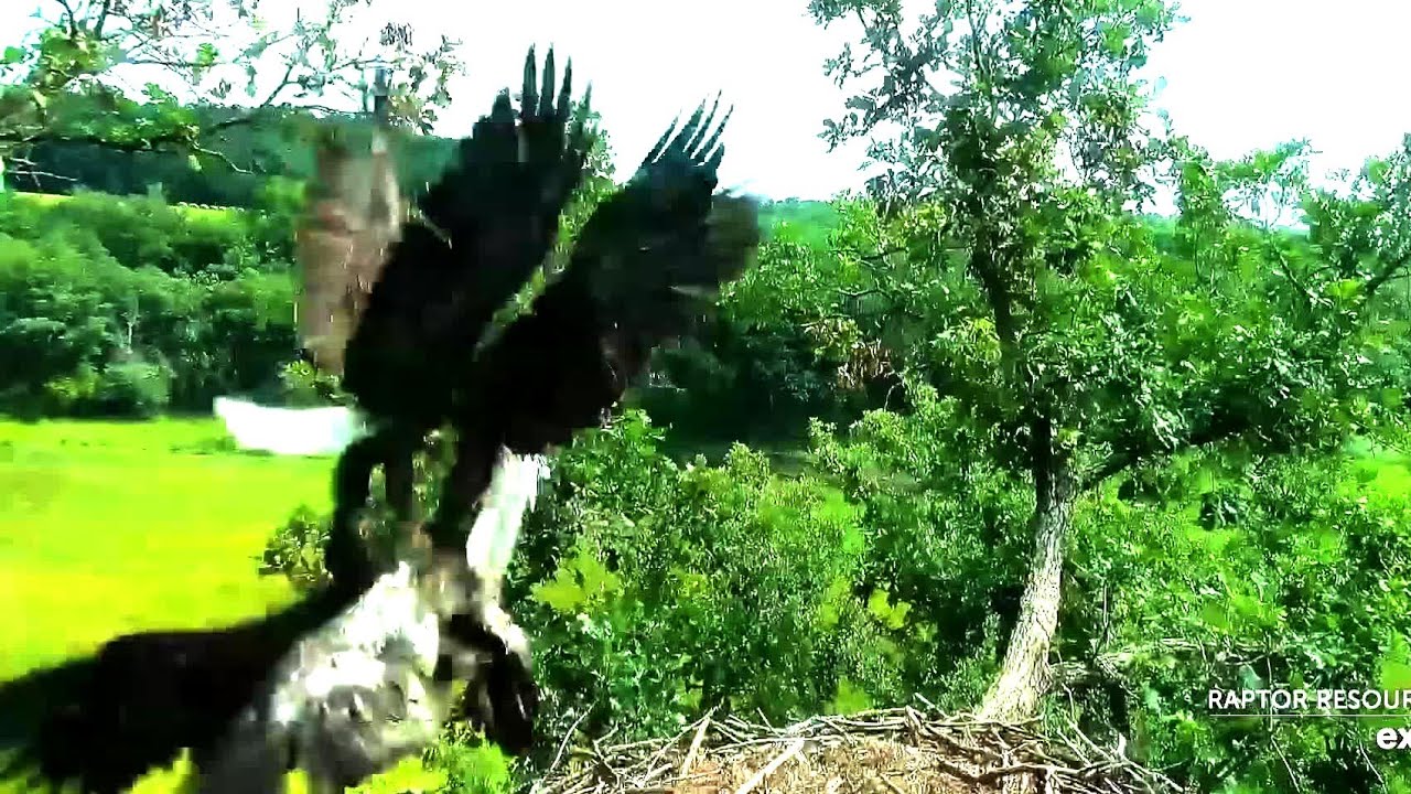 #24 Eagle Nest | Highlights of a remarkable morning ~ 07-23-2020 - YouTube