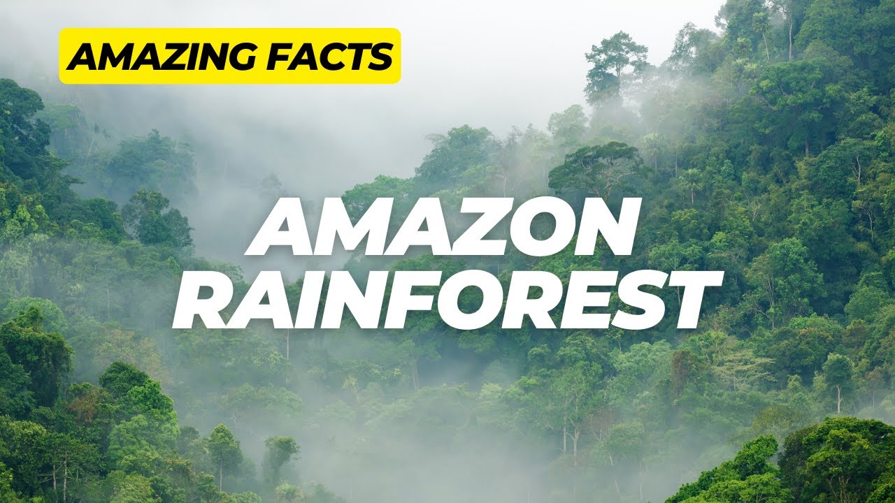 Amazing Facts | The Amazon Rainforest - YouTube