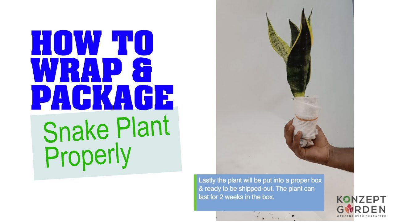 How to wrap Snake Plant for packaging? | Konzept Garden Online Store ...