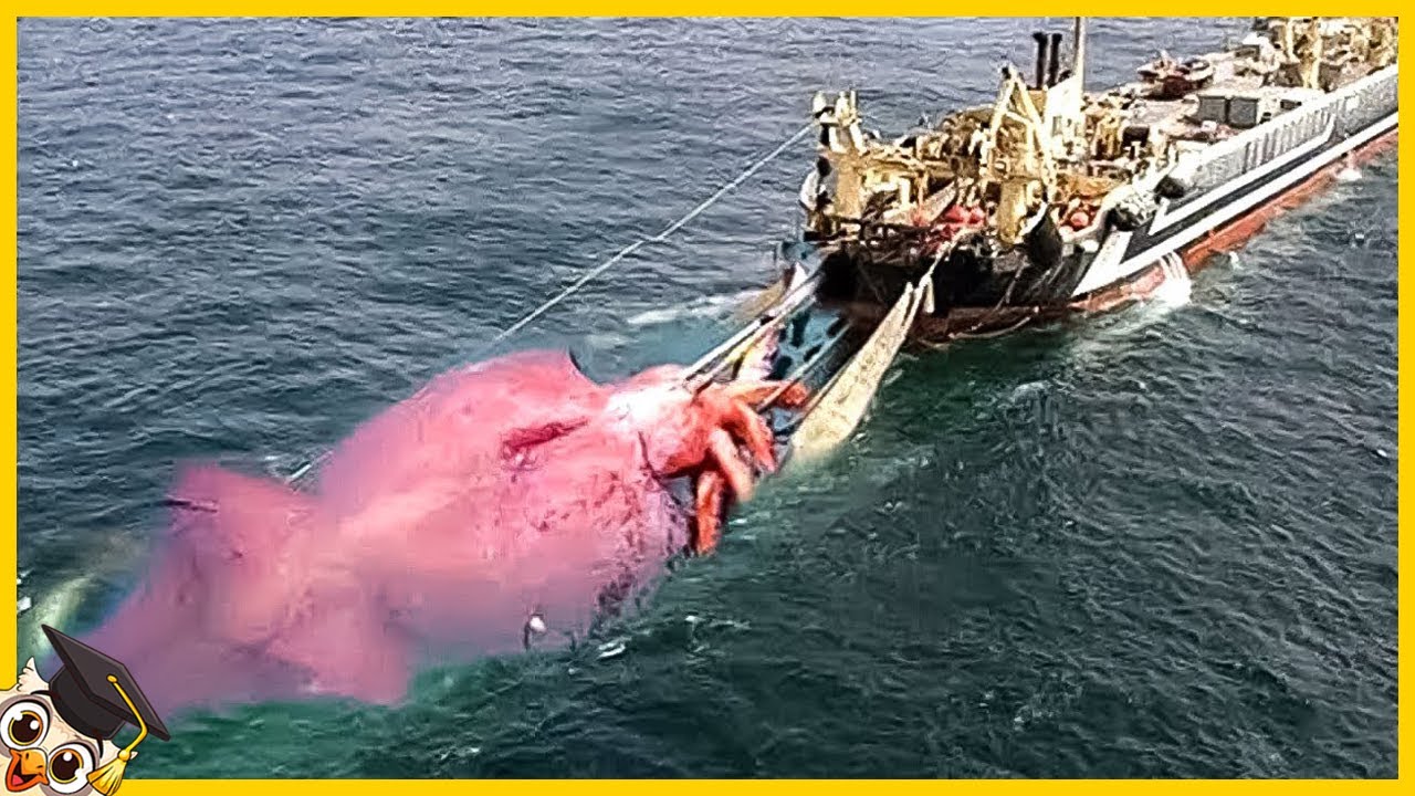 10 Monstros Oceânicos Aterrorizantes Capturados na Câmera - YouTube