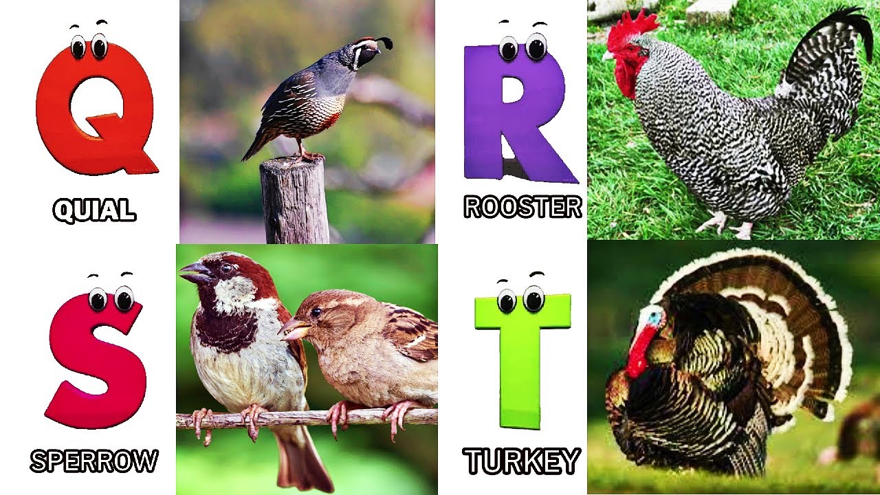 ABC Birds Song | Real Animals Song | Learn English, Alphabets and ...