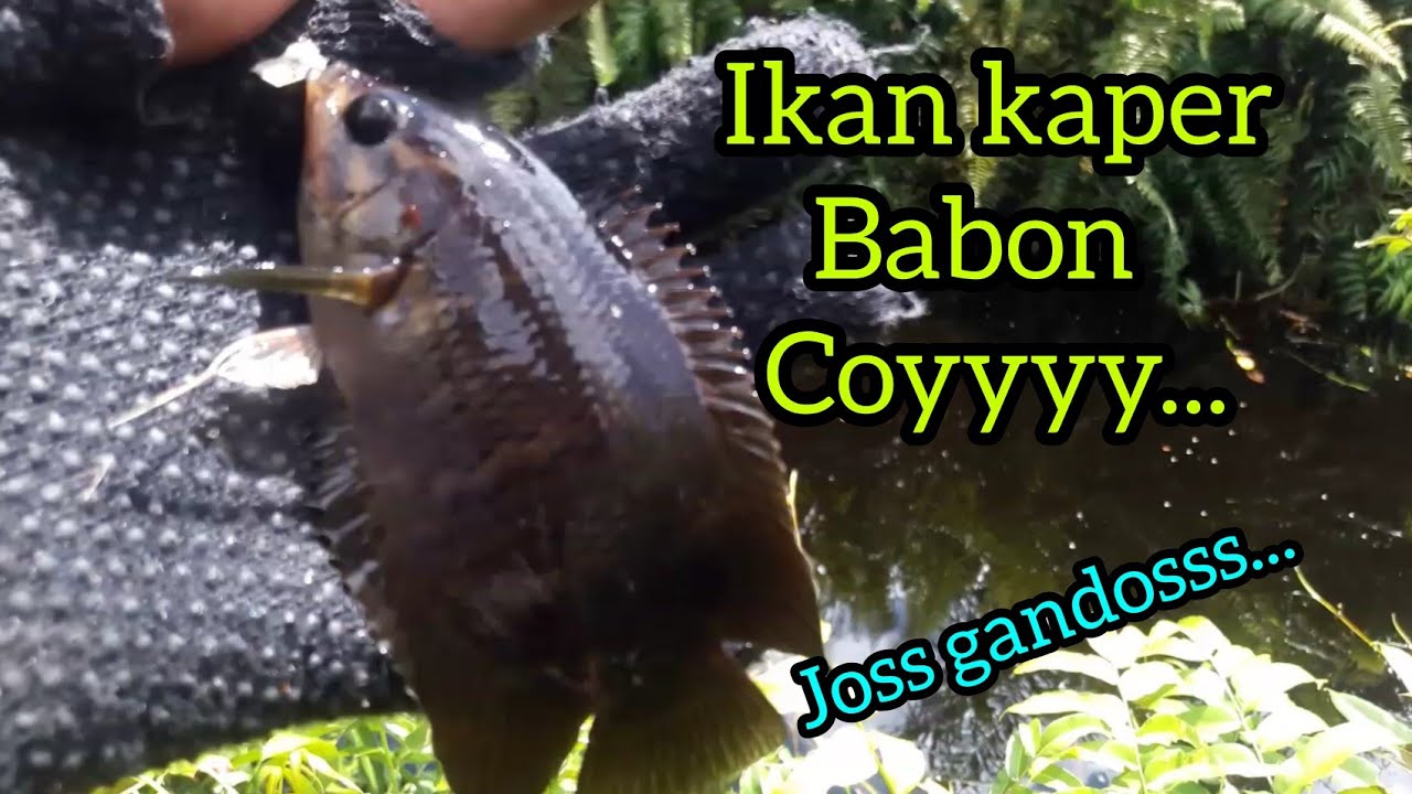 mancing ikan kaper gede gila...!!! - YouTube