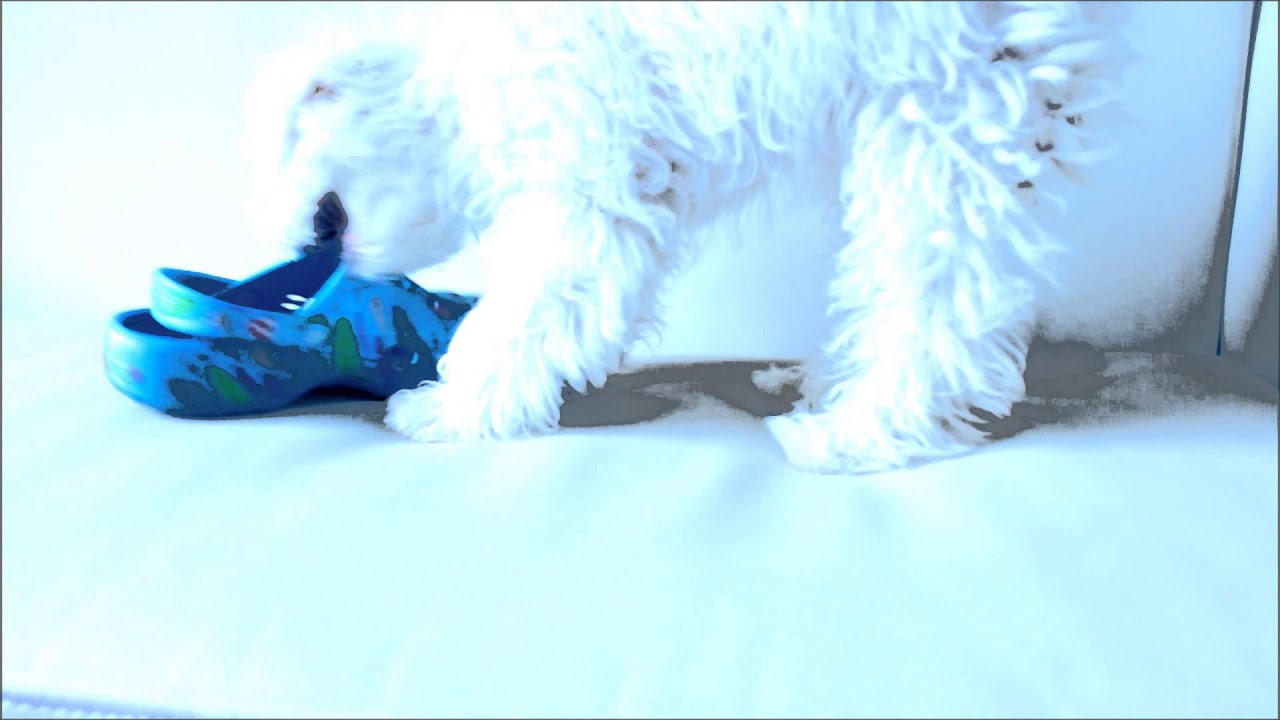 Denty Farm pieza - YouTube