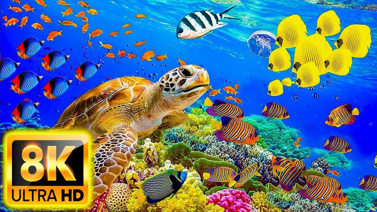 Aquarium 8K VIDEO ULTRA HD - Beautiful Coral Reef Fish - Sleep Relaxing ...