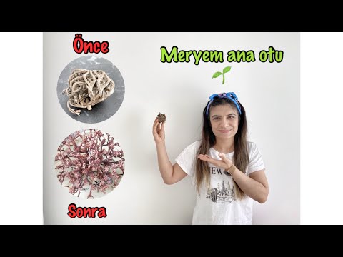 MERYEM ANA OTU 🌱Fatma Ana Eli Otu🌱 NEDİR ? NASIL KULLANILIR ? Detaylı Anlatım 🌱