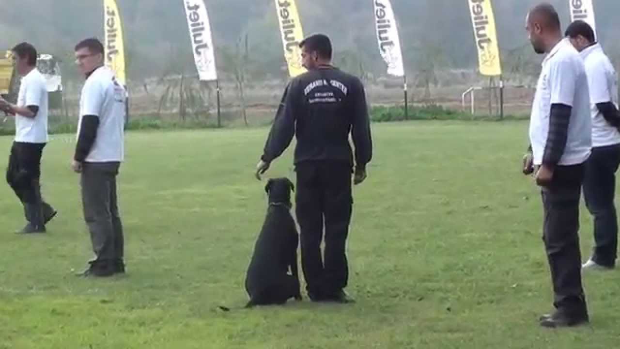 VERANIS K9 CENTER - YouTube