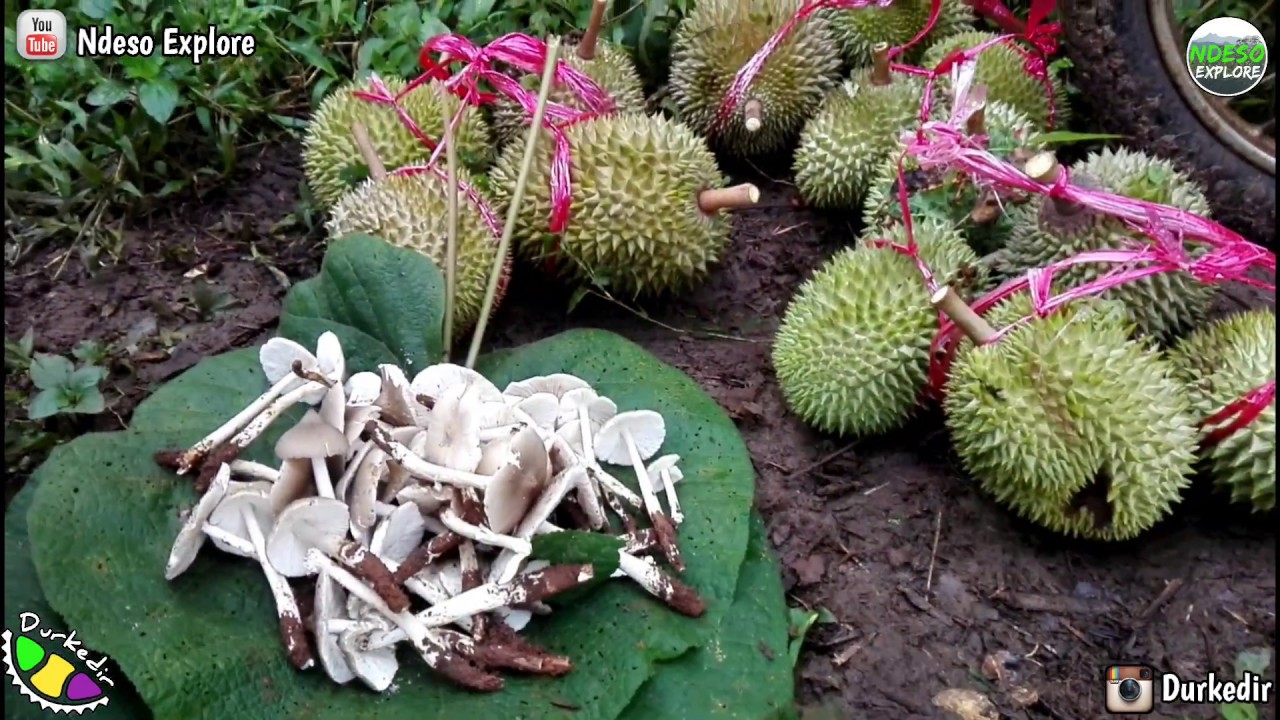 Wow...!! harvest durian and wild mushrooms - YouTube