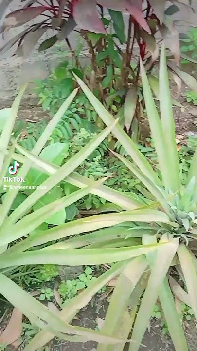 panen buah nanas di halaman rumah - YouTube