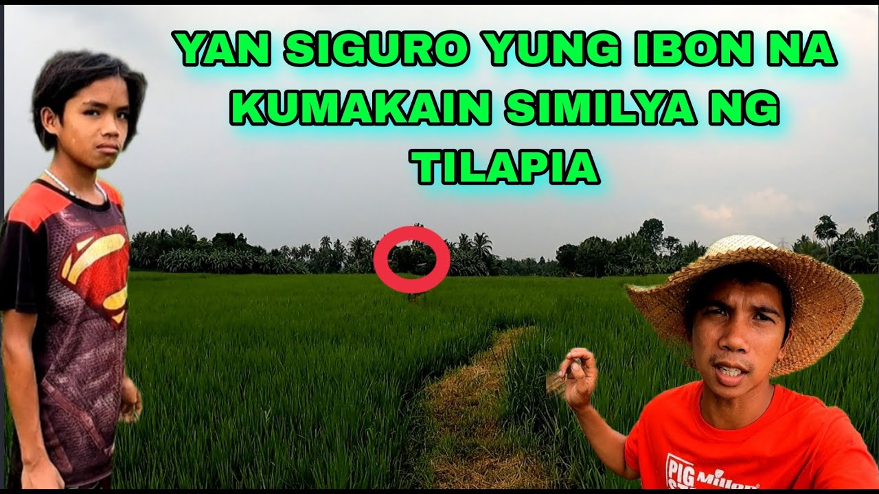 YAN SIGURO KUMAKAIN NG SIMILYA NG TILAPIA NATIN - YouTube