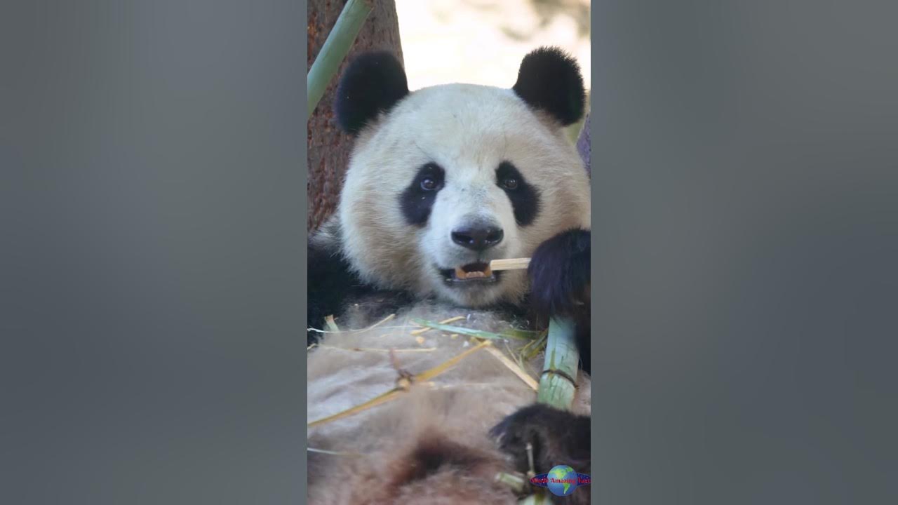 Panda's 3 Bamboo Obsessions - YouTube