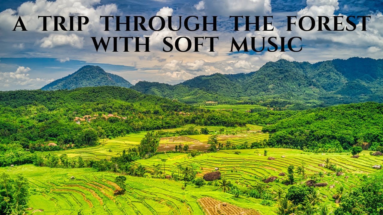 Relaxing music from the green forest by@logicrelaxmusic , Forest with ...