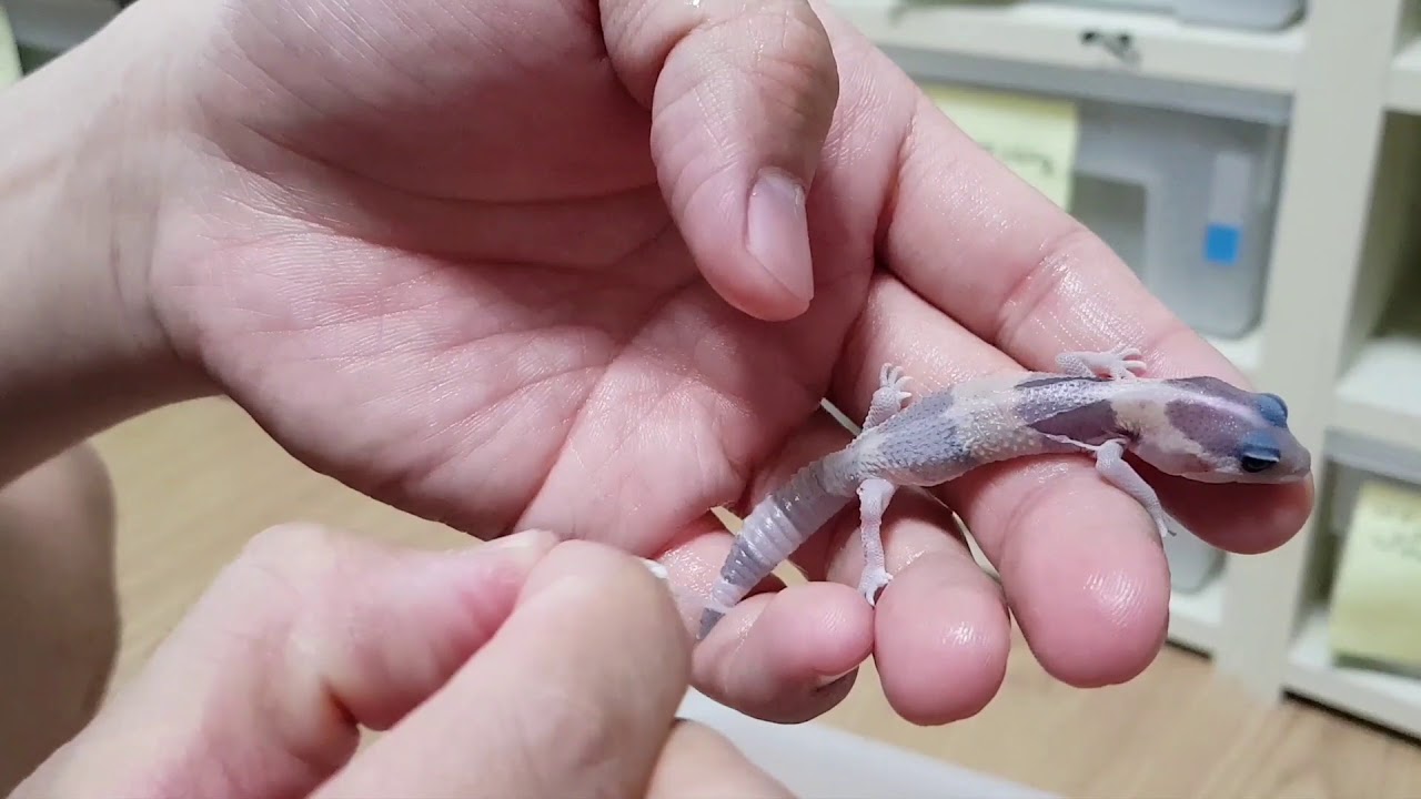펫테일게코 탈피껍질 제거 방법. the way to remove old skin of gecko. - YouTube