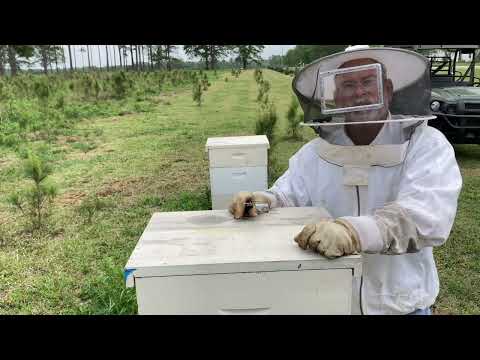 Checking the Demaree Split and the Queen I may have Injured - YouTube