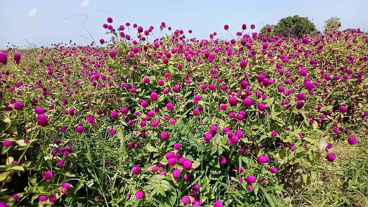 Mencumbu Senja di Taman Bunga Kenop - YouTube