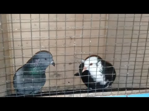 ngintip yg lagi malam jum'atan