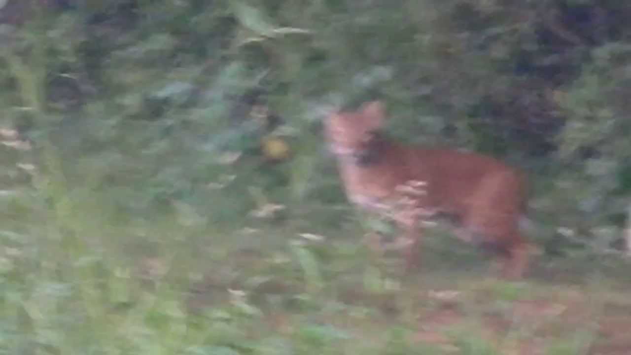 ***RARE*** Bobcat In Nicholson, KY - YouTube