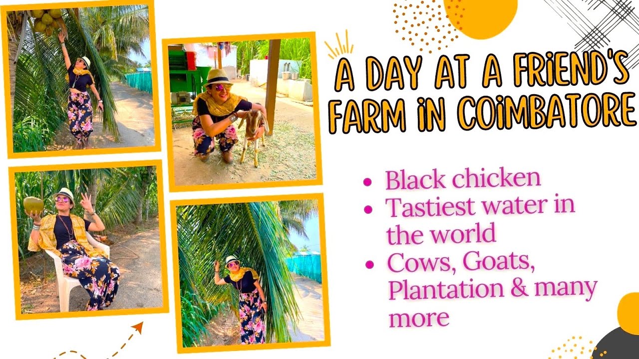 Coimbatore best Farm : Kadaknath Chickens, Cattle, and Coconut Fun ...