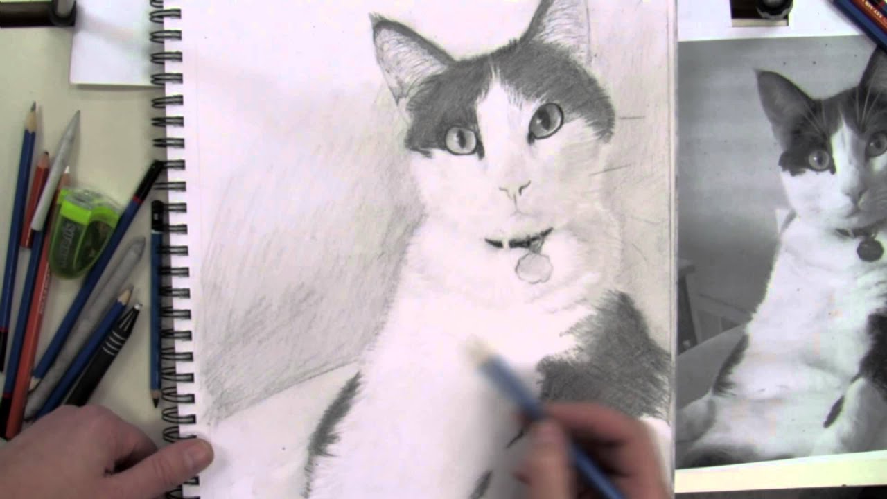 How I draw: A cat named Carlito - YouTube