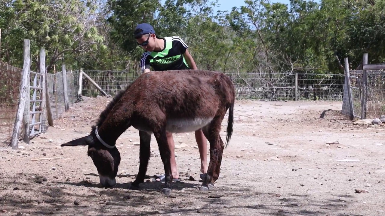 Antigua Donkey Sanctuary 2018 - YouTube