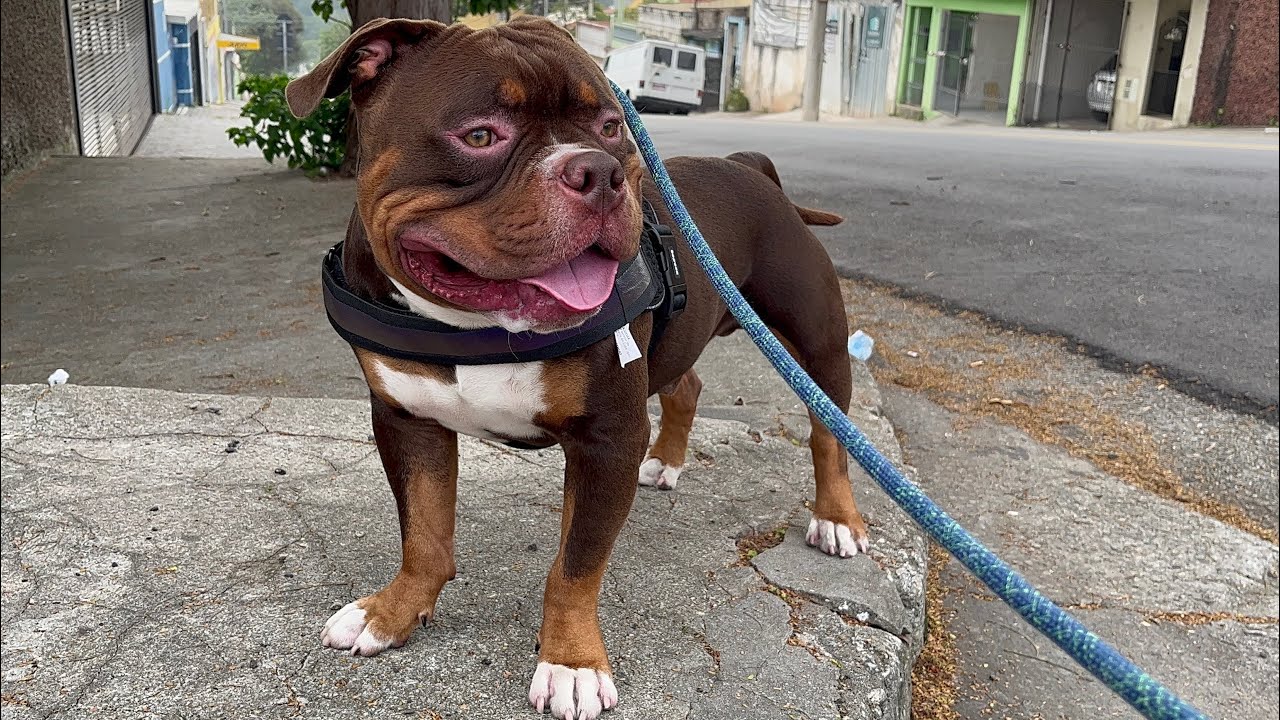 Simba - American Bully Pocket - Chocotri - trichoco - YouTube