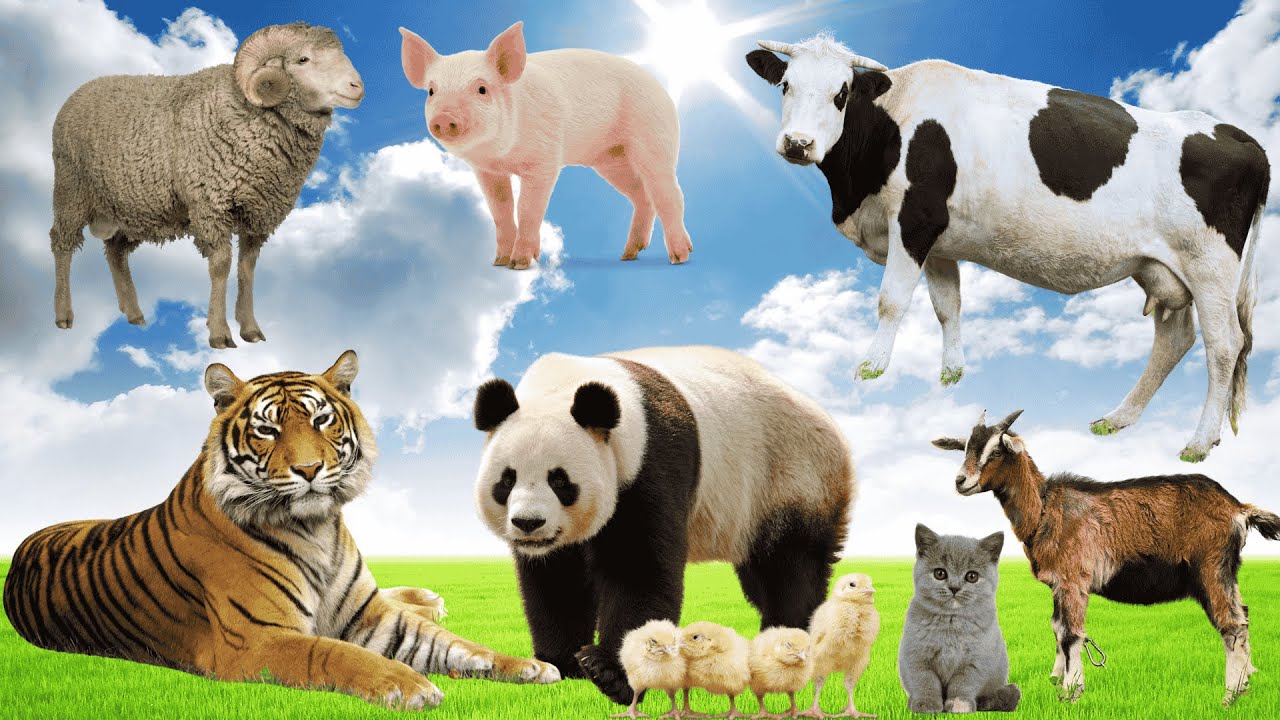 Collection of lovely animal sounds: Cow, Cat, Chicken, Dog, Sheep, Cat ...
