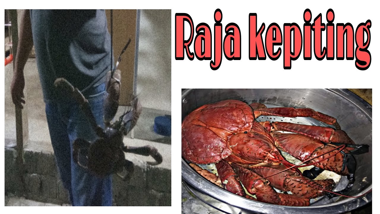 RAJA KEPITING - YouTube