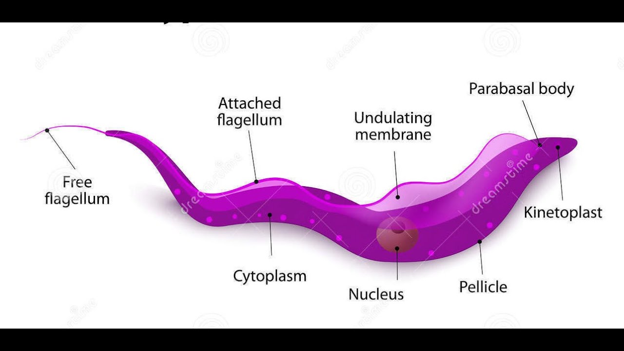 Trypanosoma (1) S01-25 Microbiology MCQs - YouTube