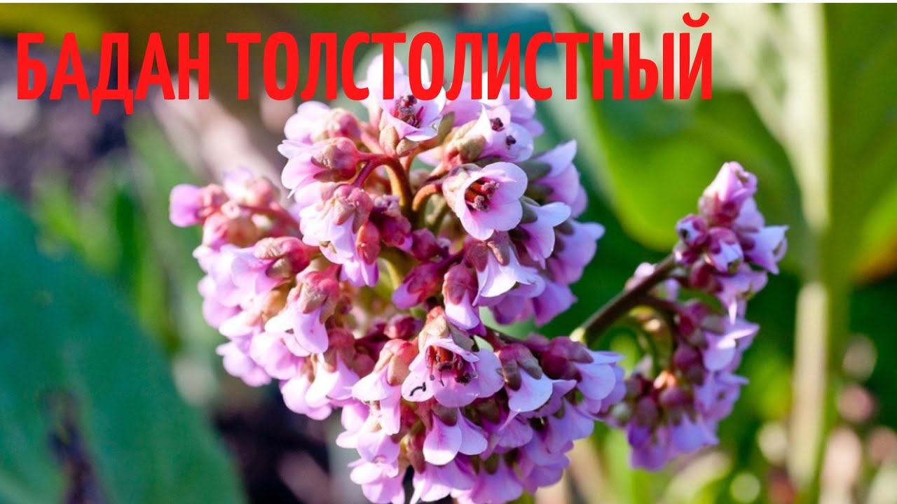 Бадан толстолистный. Красивоцветущее неприхотливое растение. - YouTube