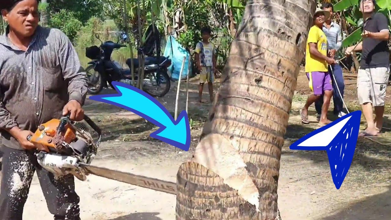 Coconut Tree Felling Skills With Chainsaw Stihl MS070 Wood Cutting ...