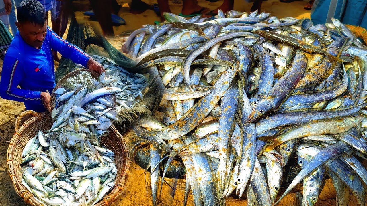 How Fisherman Catch in sea fish . Modern Fish Processing & Fishing Net ...