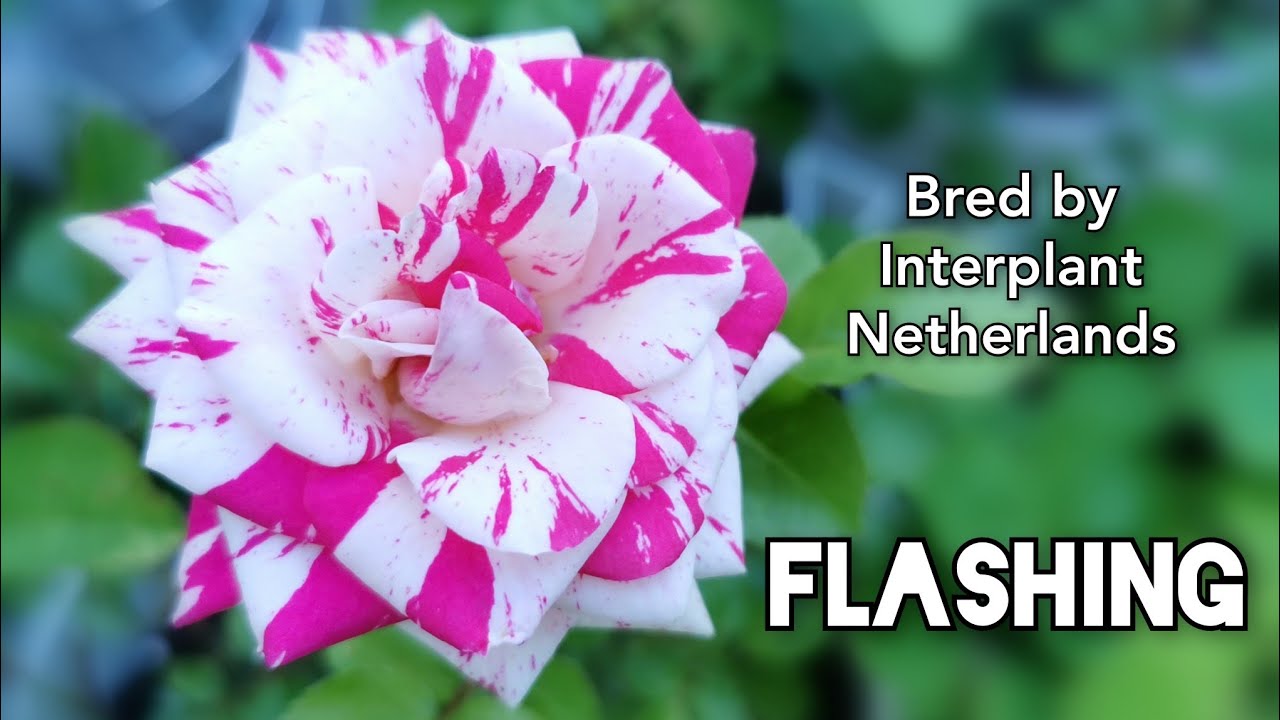 FLASHING ROSE plant by INTERPLANT Netherlands バラ フラッシング Variegated ...
