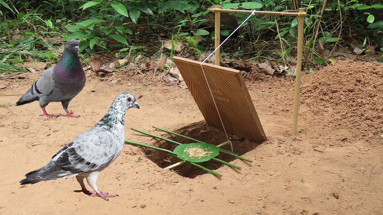 Create new bird trap using tile fall in to the hole - YouTube