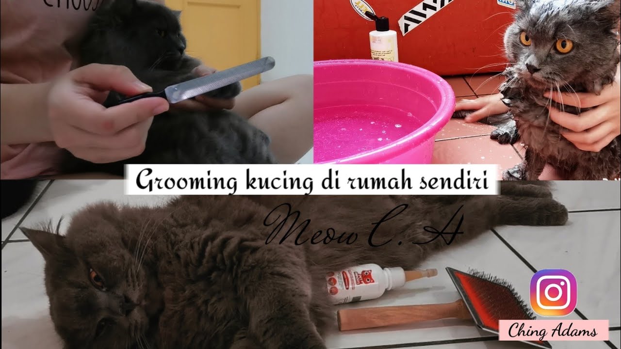 CARA GROOMING KUCING DI RUMAH SENDIRI | CARA MEMANDIKAN KUCING (EP-7 ...