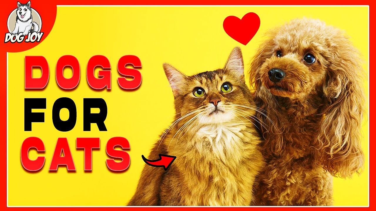 Peaceful Coexistence: Dogs That Love Cats - YouTube