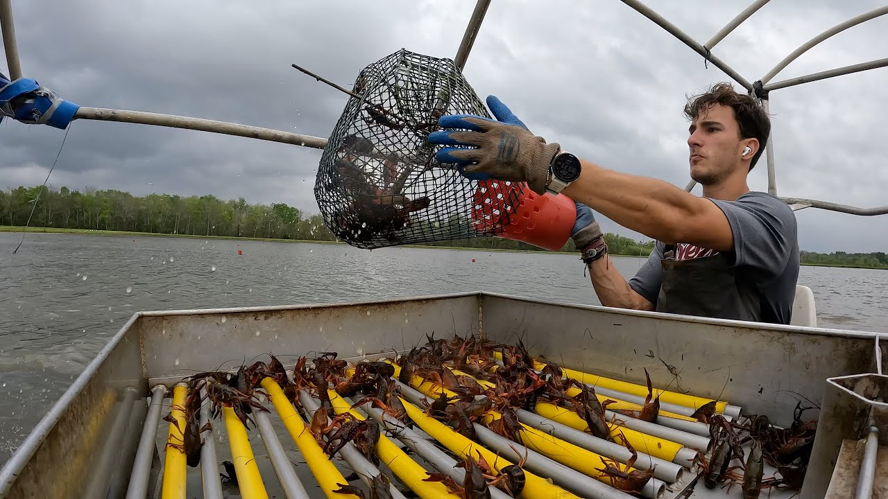 Friday at the crawfish ponds - YouTube