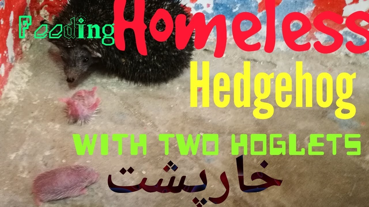 Helping & Feeding Homeless Hedgehogs with two Hoglets - YouTube