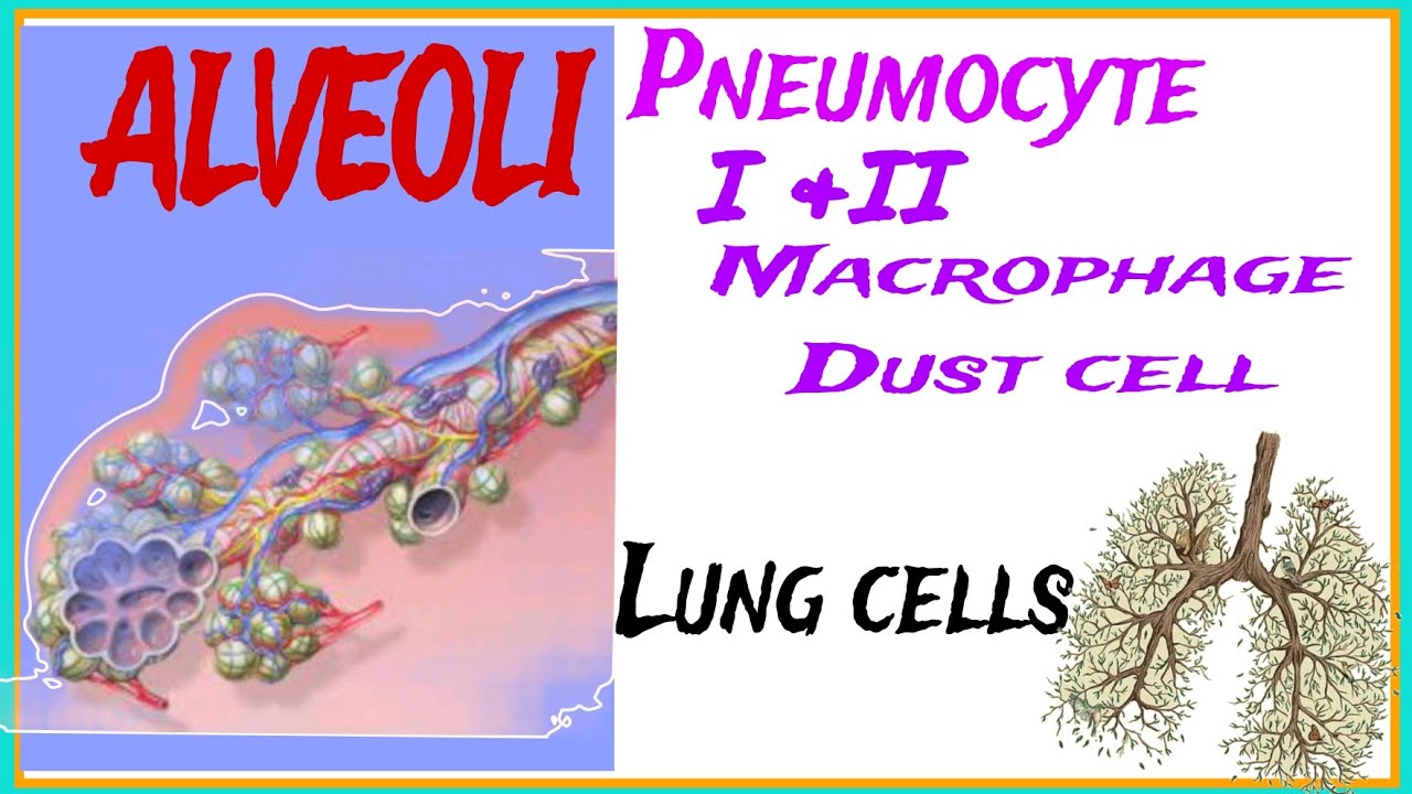 Alveolar cells, Pneumocytes, alveolar type -I, II,Dust cell, - YouTube