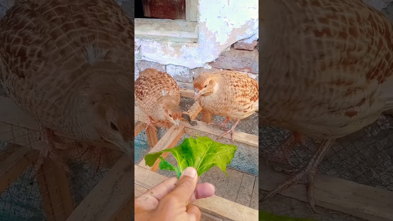 Brown francolin male & female #dakni Dakni teetar jora #teetarsound # ...