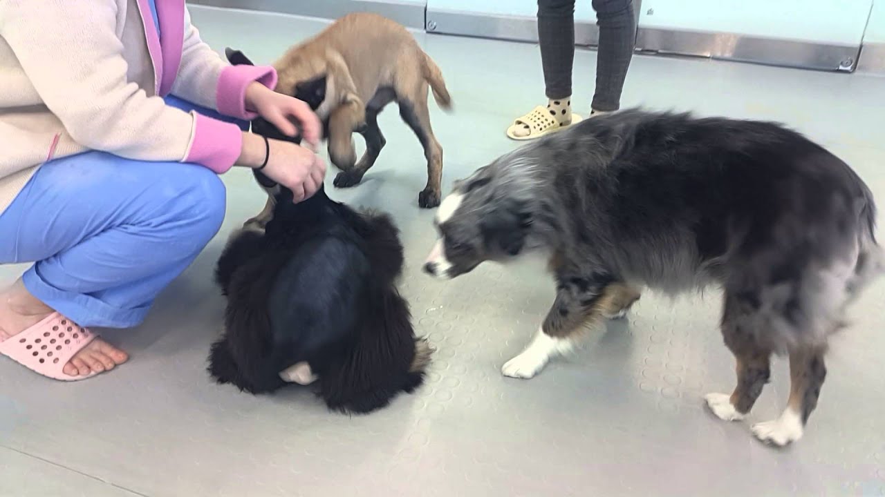 Sooam Biotech Research Institute - YouTube