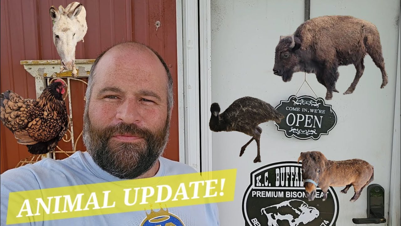 Animal Check-In | Chicken & Duck on the MOVE - YouTube