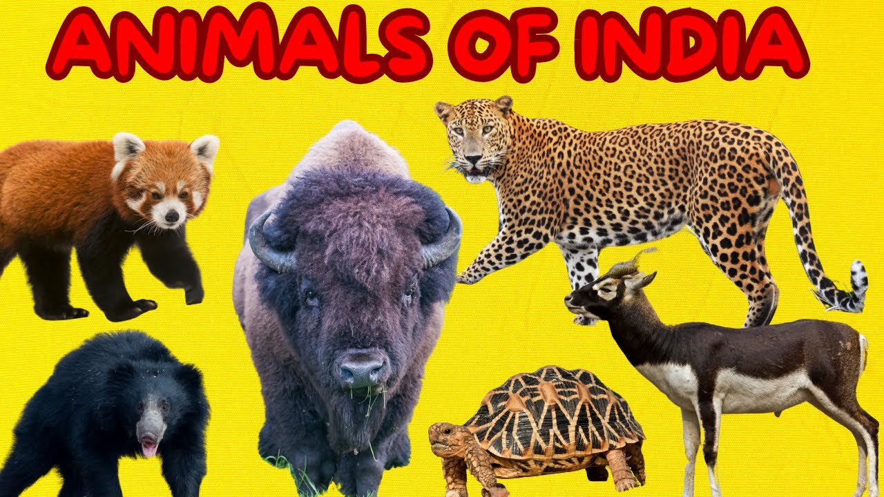 Animals of India For Kids | Learning Educational Video for Toddlers ...