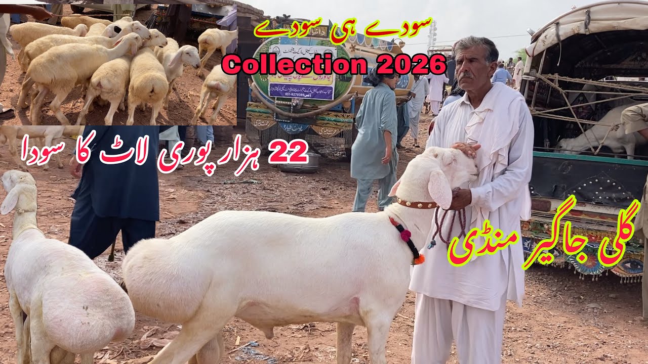 Today Dumba Mandi & Bakra Mandi GaliJageer Latest update/ Qurbani Dumba ...