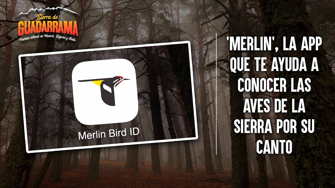 🦉 Cómo se usa Merlin Bird ID. Reconoce aves por su canto. - YouTube