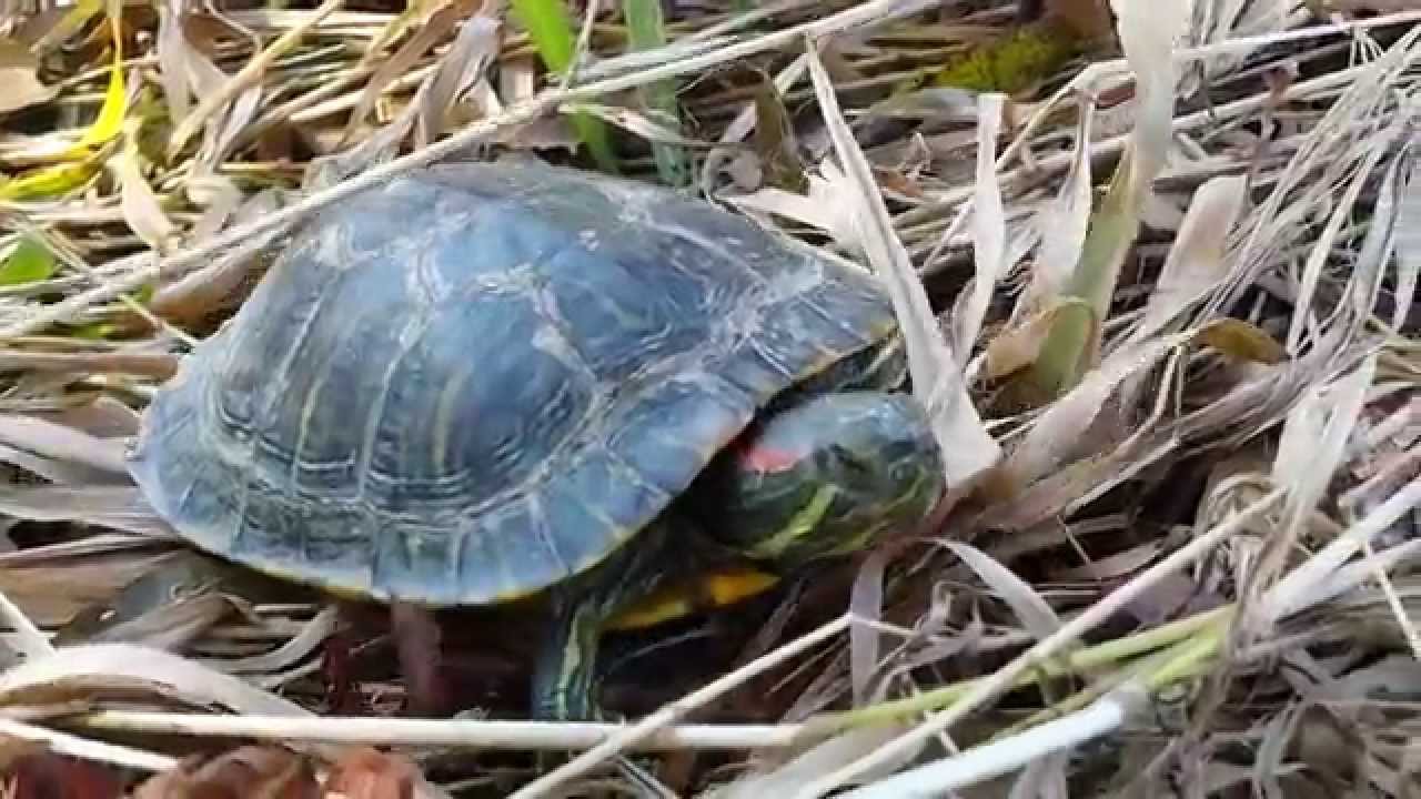 Redeared Slider turtle falls, flips, lands on back fail funny blooper ...