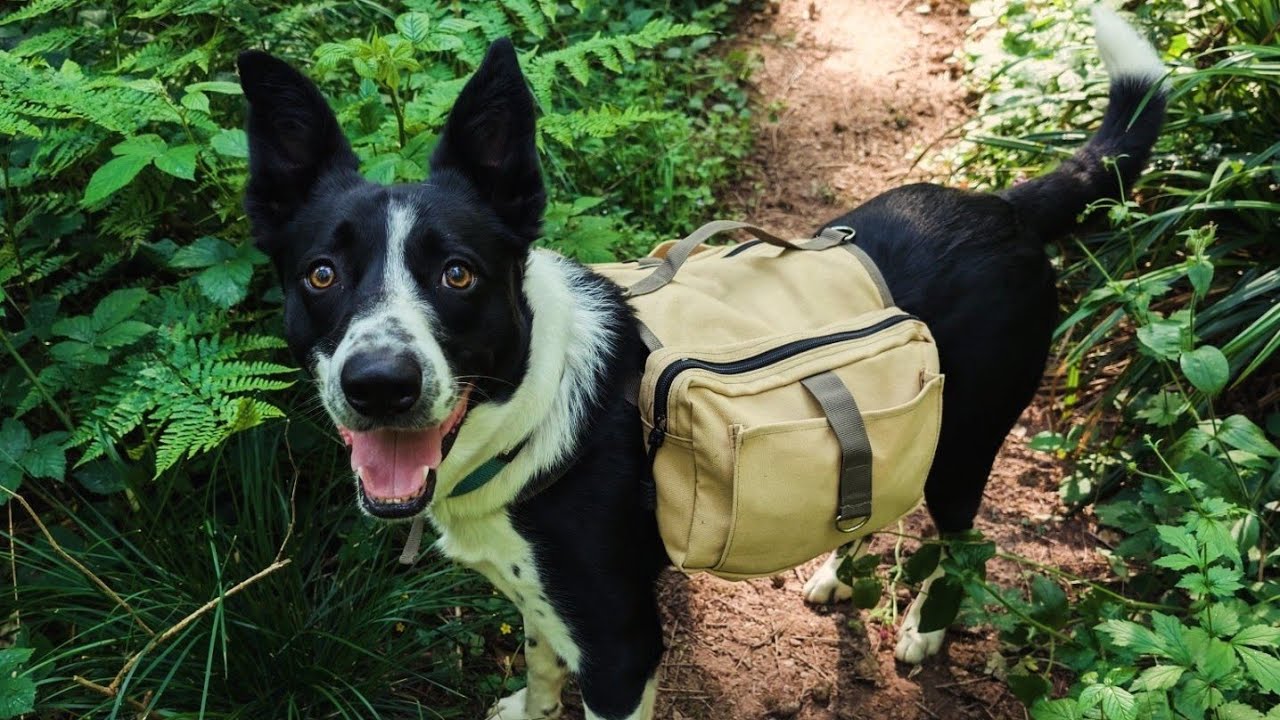 Therapy Dog Training Journey Begins | OJ Adventures with Ozzy 🐶 - YouTube