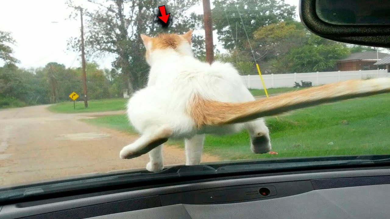 A Cat Flew into the Windshield of a Moving Car, the Wipers Couldn't ...