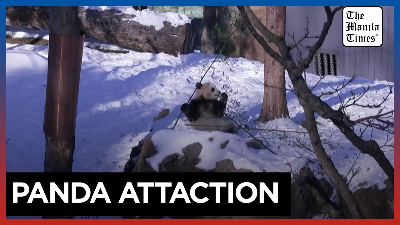 Giant panda pair to debut in DC zoo - YouTube