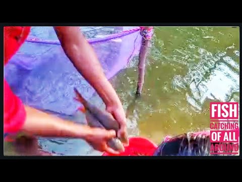 Best way of Fish Farming & Fish Shorting Video || Fish Farming Method ...