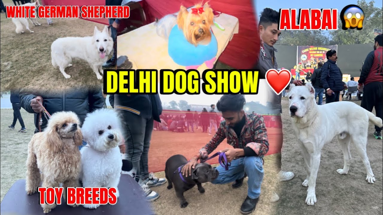 India’s Biggest Dog Show In Delhi NCR 🔥| Rare German Shepherd Husky ...
